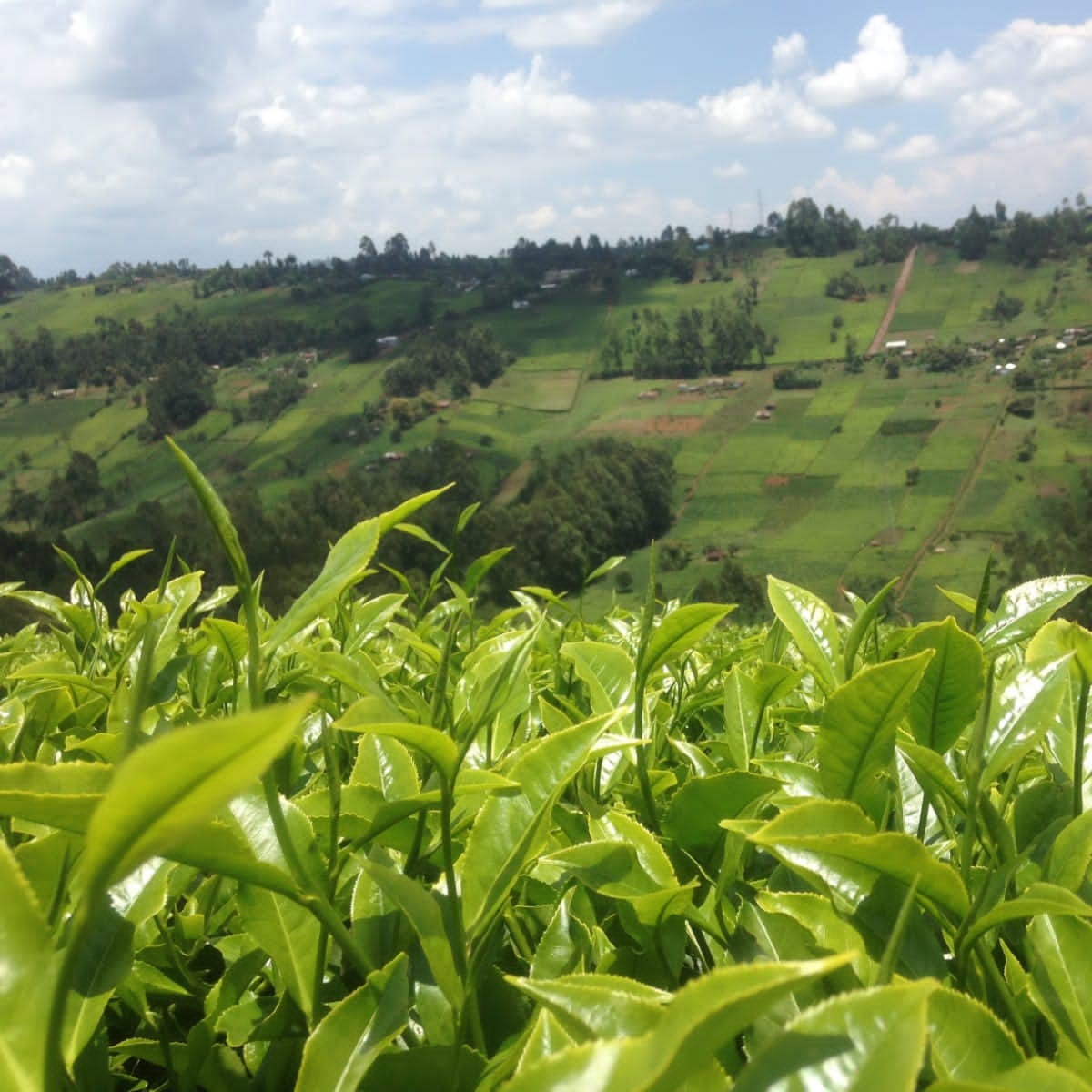 Mount Kenya specialty Tea & Coffee
